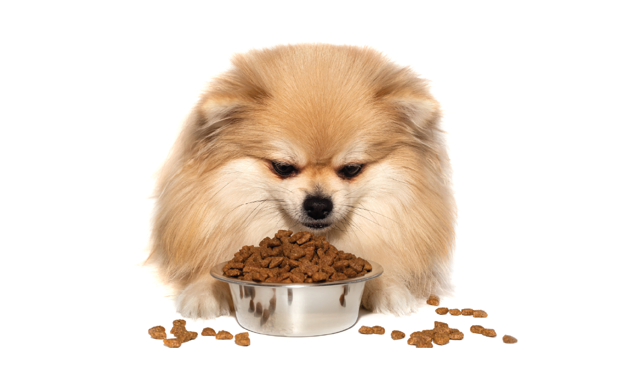 Dry Dog Foods – Vital Pet Group